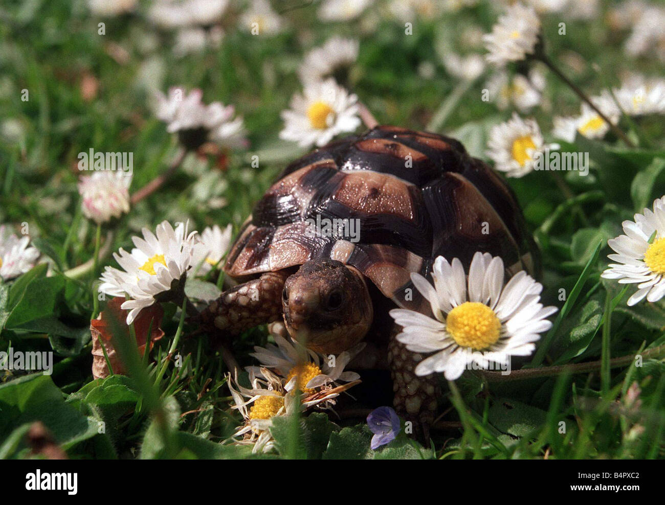 Tortoises in the flower beds March 1990 Stock Photo - Alamy
