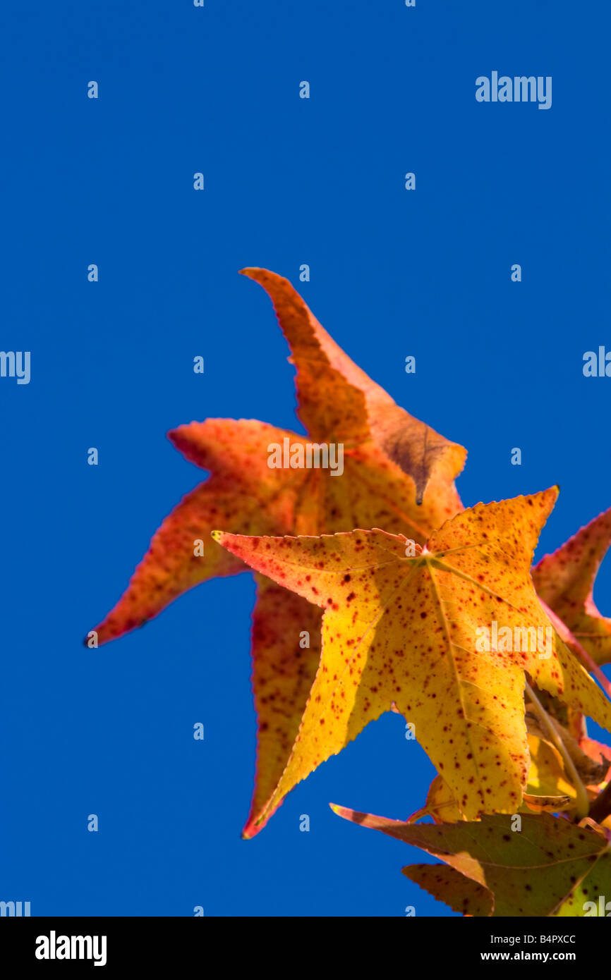 beautiful autumn colors of leaves Stock Photo - Alamy