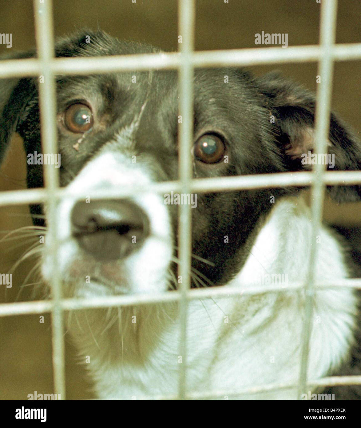 Stray Dogs Carryduff USPCA Centre January 1998 This stray dog at the ...