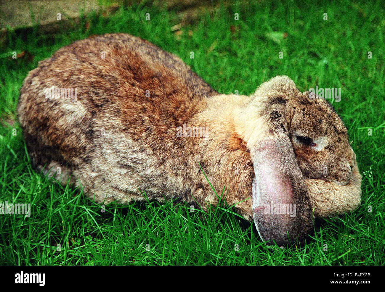 French lop eared rabbit hi-res stock photography and images - Alamy