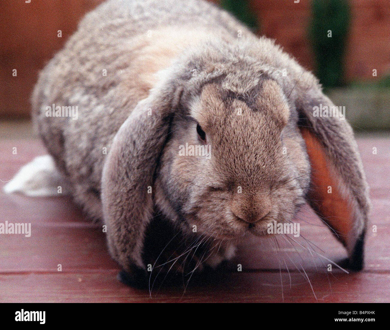 French lop eared rabbit hi-res stock photography and images - Alamy