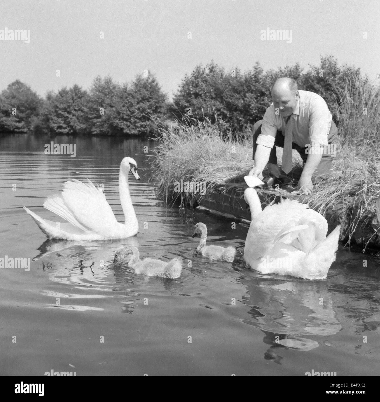Wootton wawen swans hi-res stock photography and images - Alamy