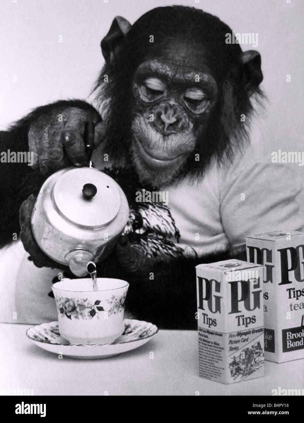 Chimpanzee making tea June 1980 Stock Photo - Alamy
