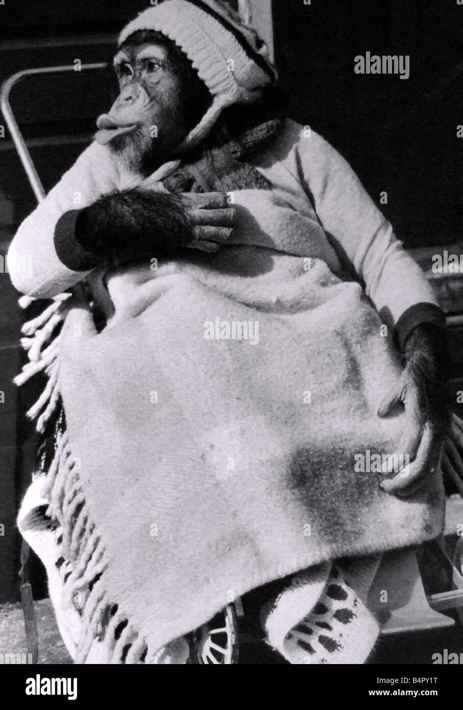 Chimpanzee monkey clothes hi-res stock photography and images - Alamy