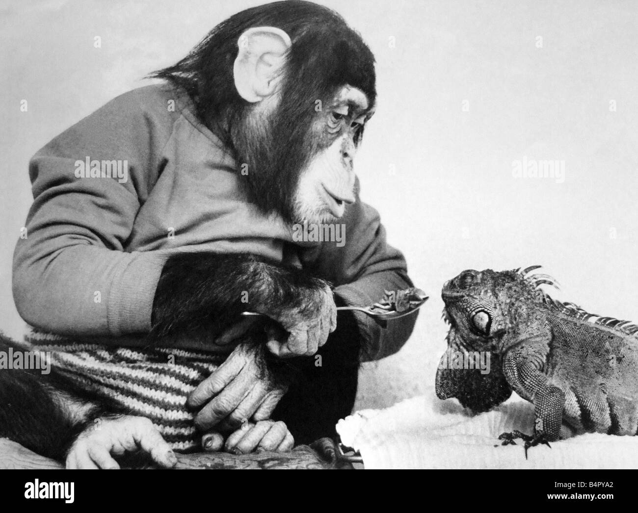 Jolly the Chimp tries to feed his reptile friend April 1986 Stock Photo ...