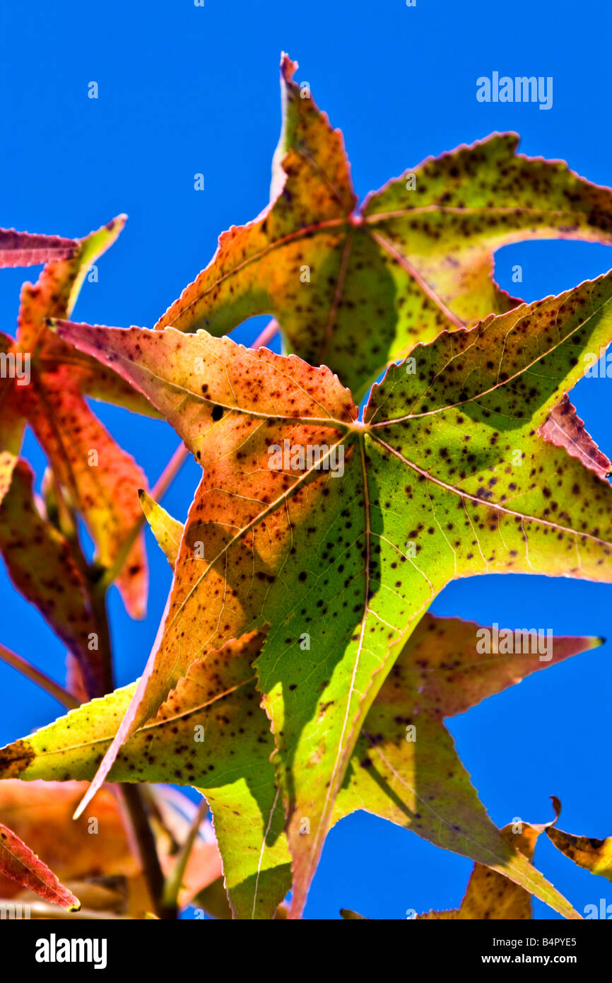 beautiful autumn colors of leaves Stock Photo - Alamy