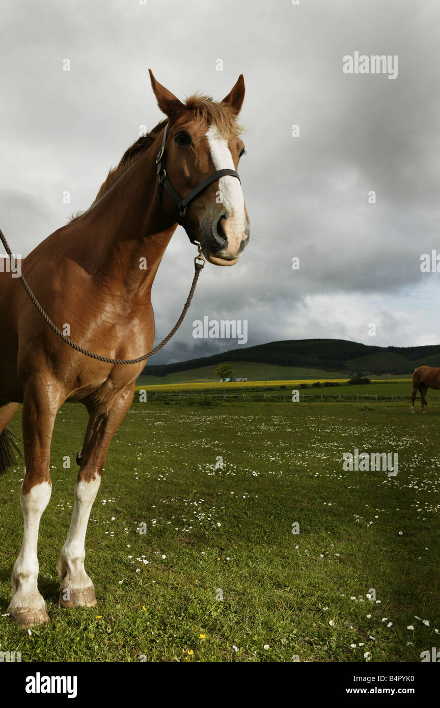 Forlocks hi-res stock photography and images - Alamy