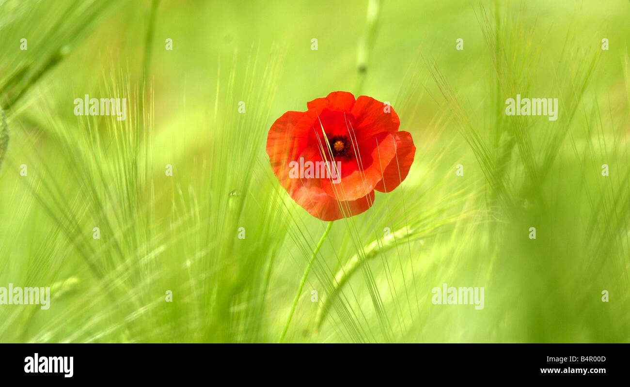 Poppy Poppies in the corn fields Stock Photo - Alamy