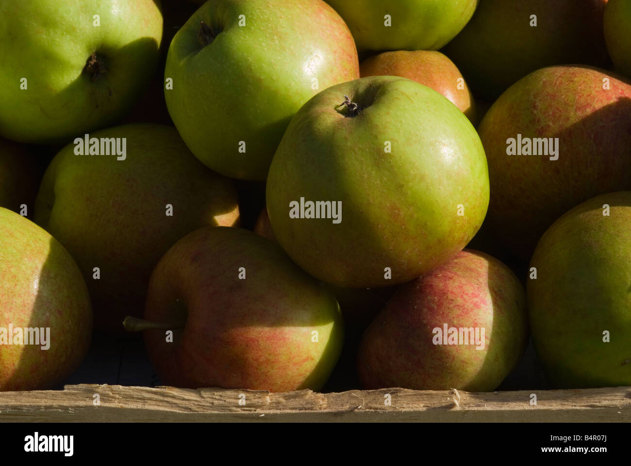 Closeup of Red and Green Eating Apples Following Picking in a Cheshire ...