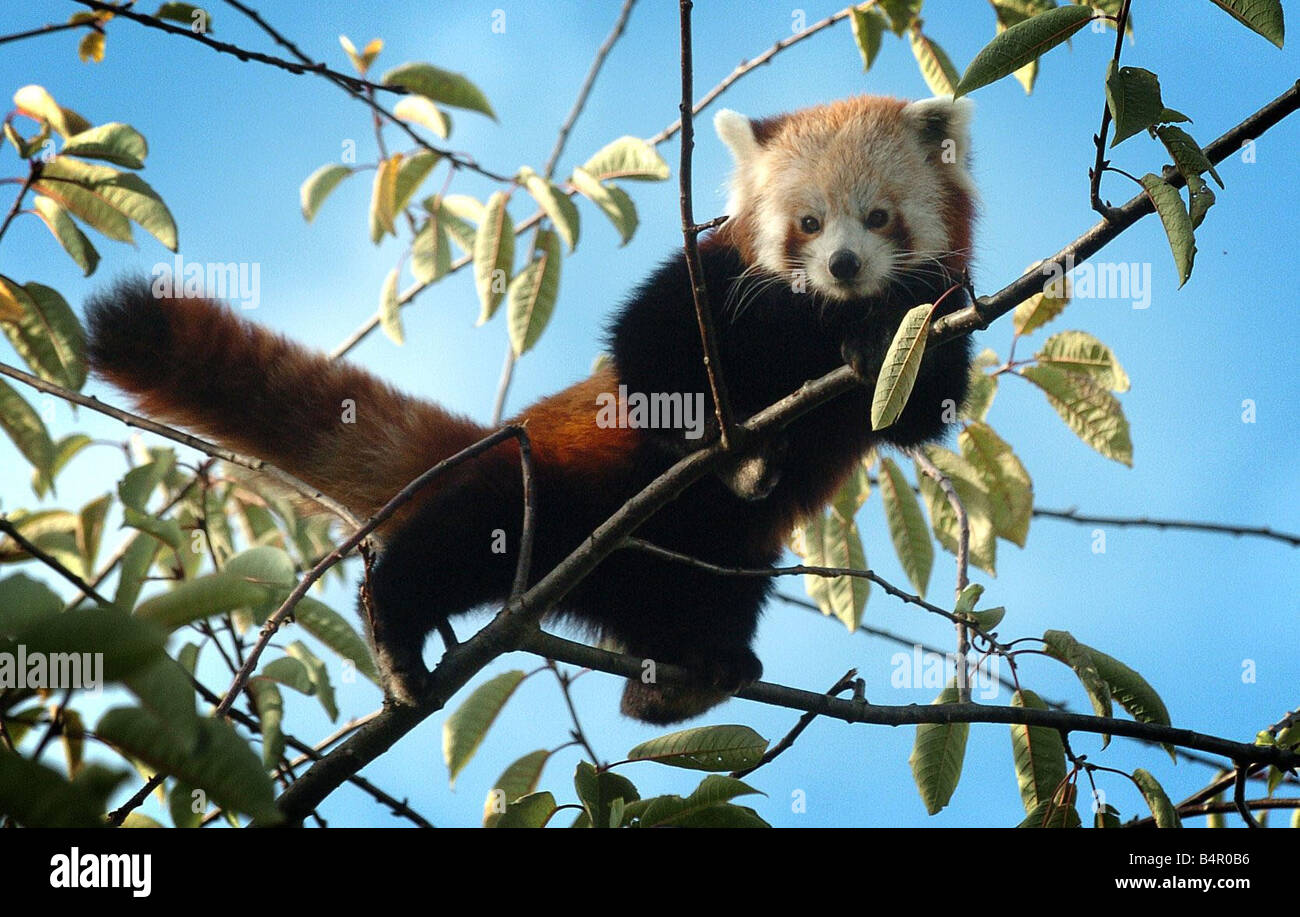 Escaped pandas from Birmingham Nature Centre. Tensing the red panda who ...