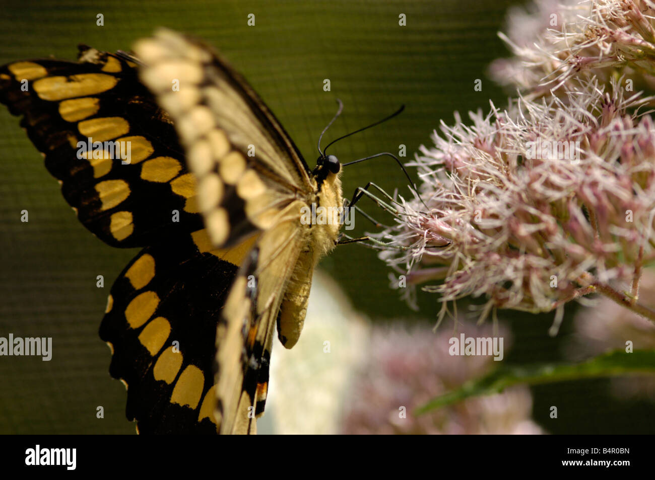 Giant Swallowtail Papilio cresphontes Stock Photo - Alamy