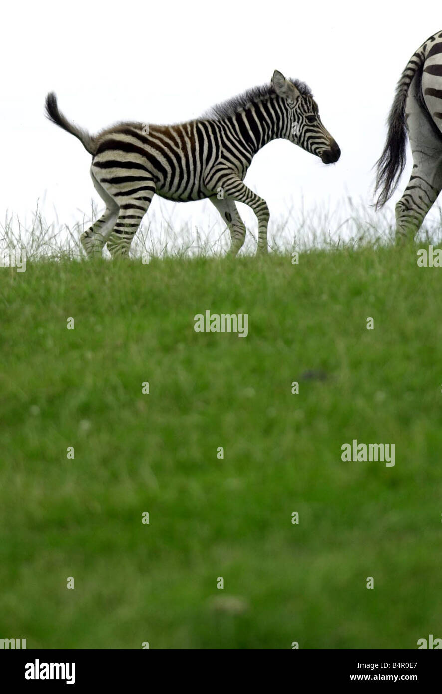 Baby takes her first steps hi-res stock photography and images - Alamy