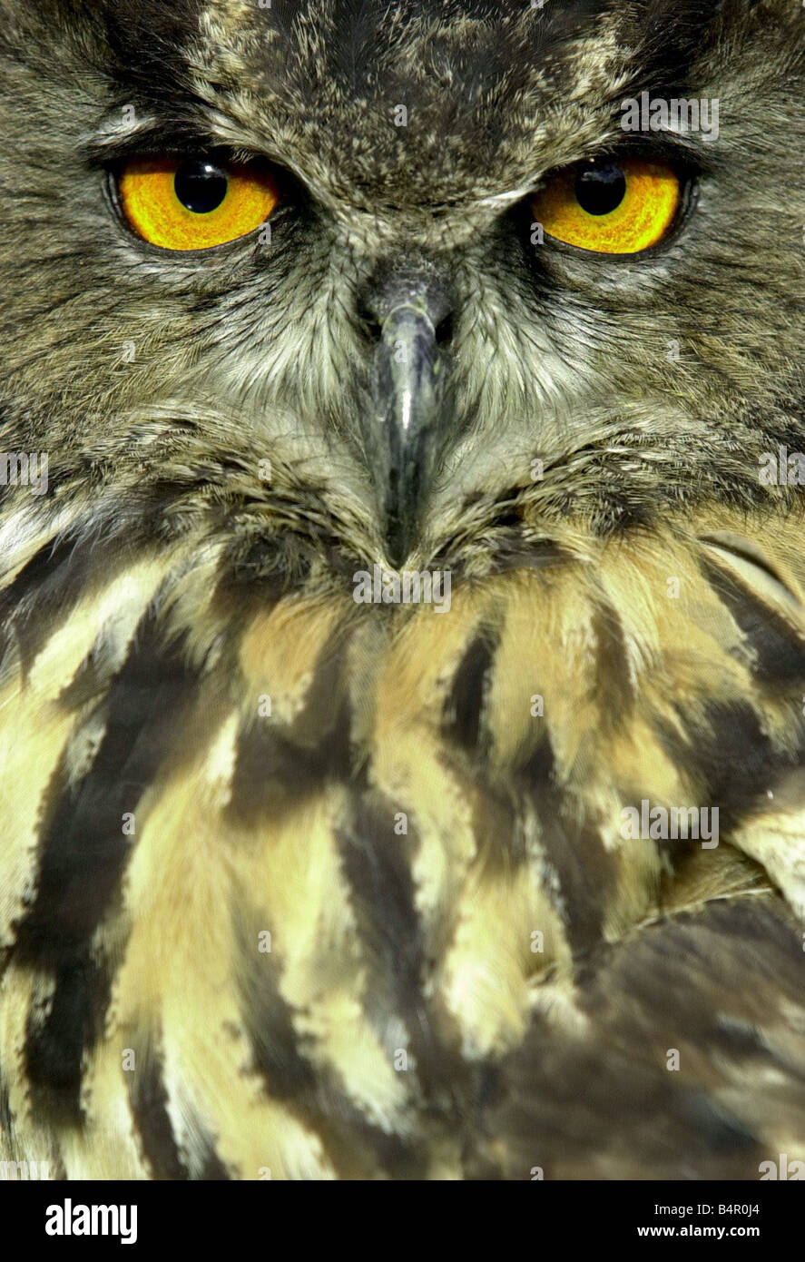 Reagan a hi-res stock photography and images - Alamy