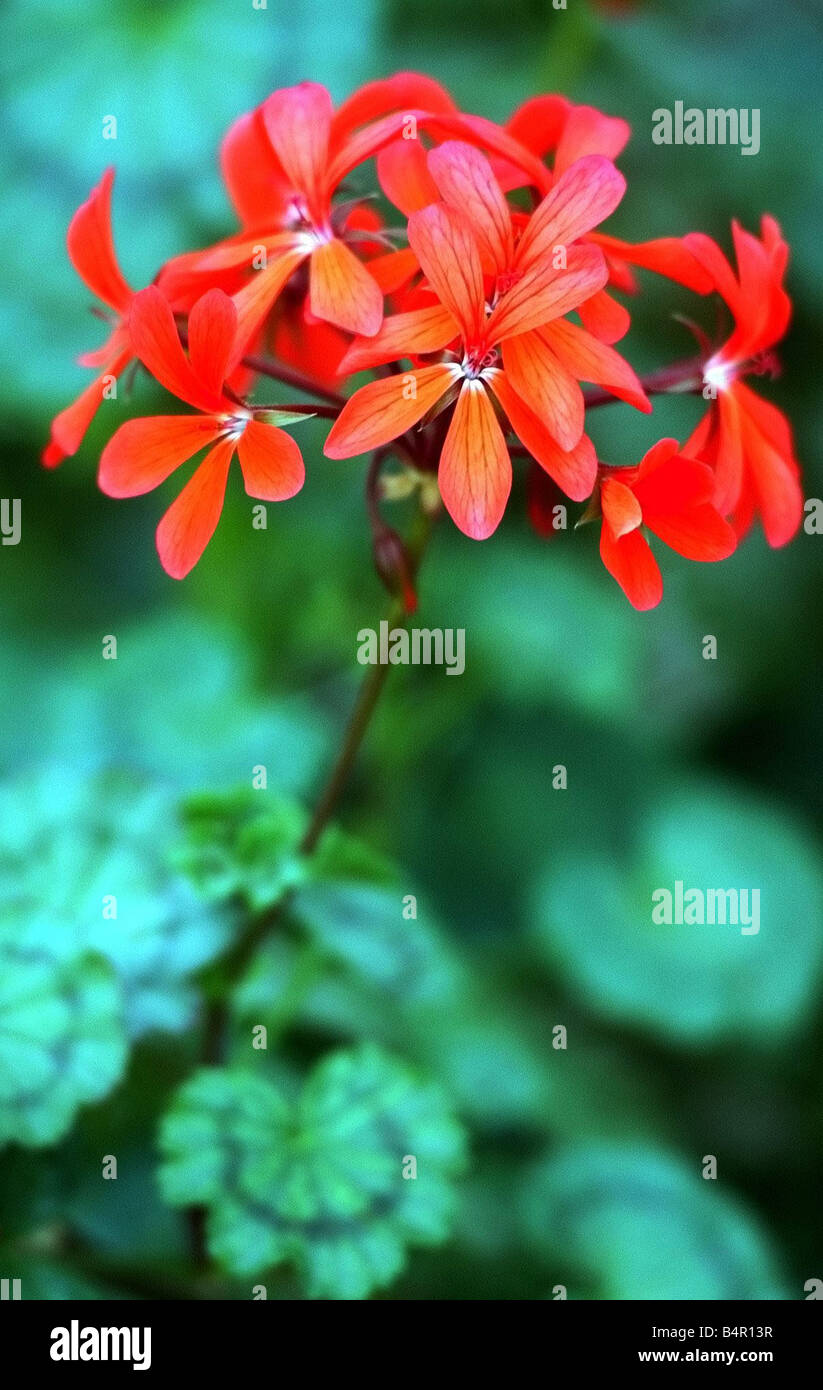 Orange geranium hi-res stock photography and images - Alamy