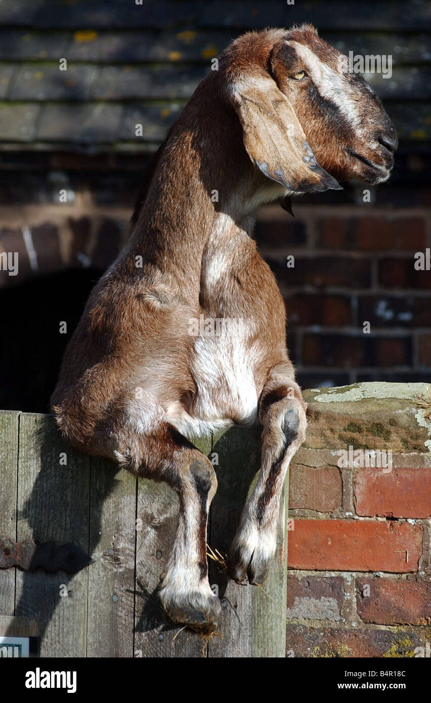 Gerty hi-res stock photography and images - Alamy