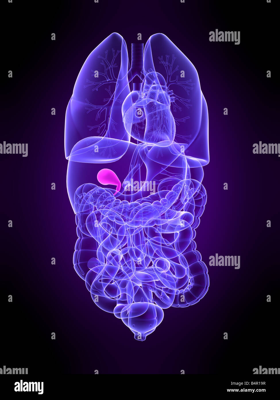 human gall bladder Stock Photo - Alamy