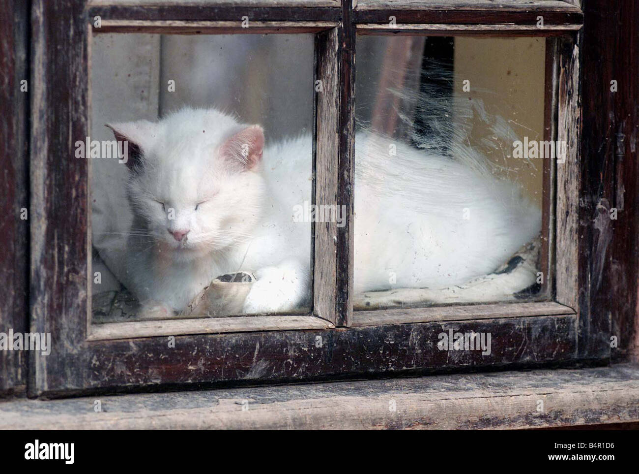 Snowy the cat Stock Photo - Alamy