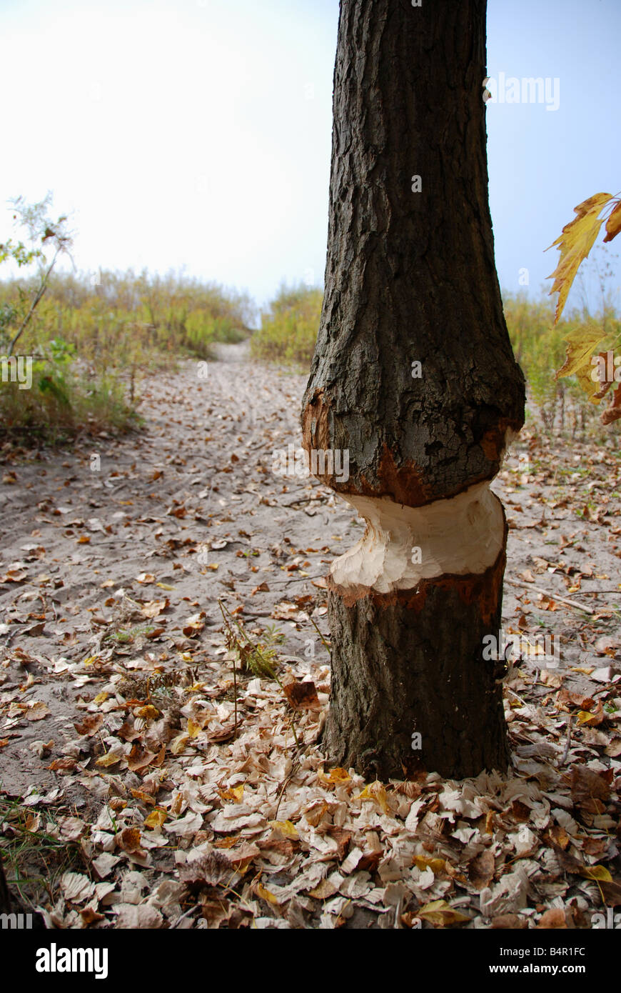 Beaver gnawing tree hi-res stock photography and images - Alamy