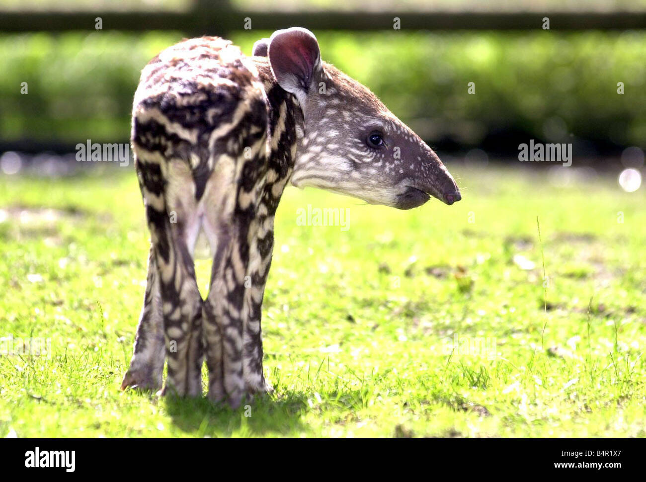 Babytapir hi-res stock photography and images - Alamy