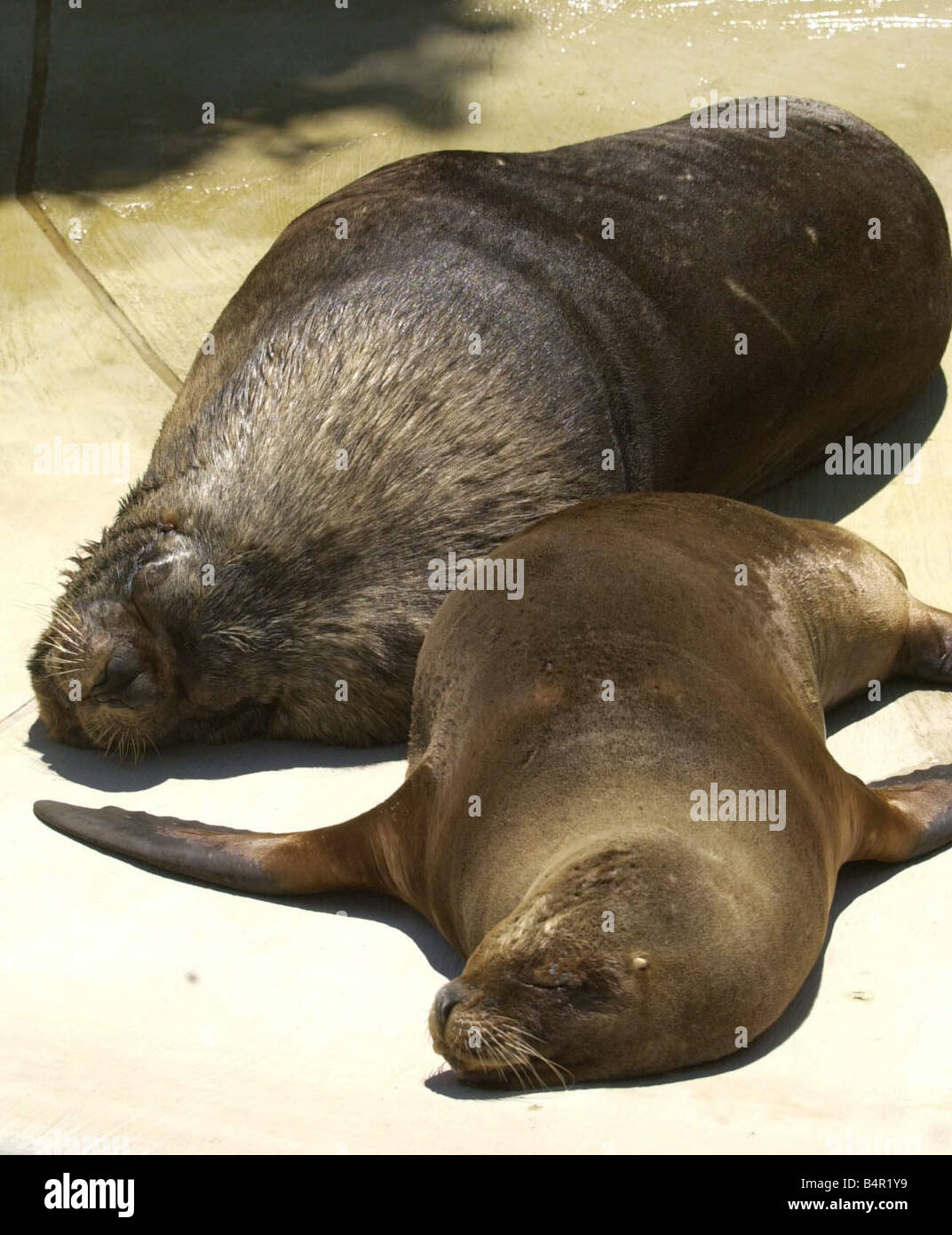 Patagonian Sea Lion Stock Photo - Alamy