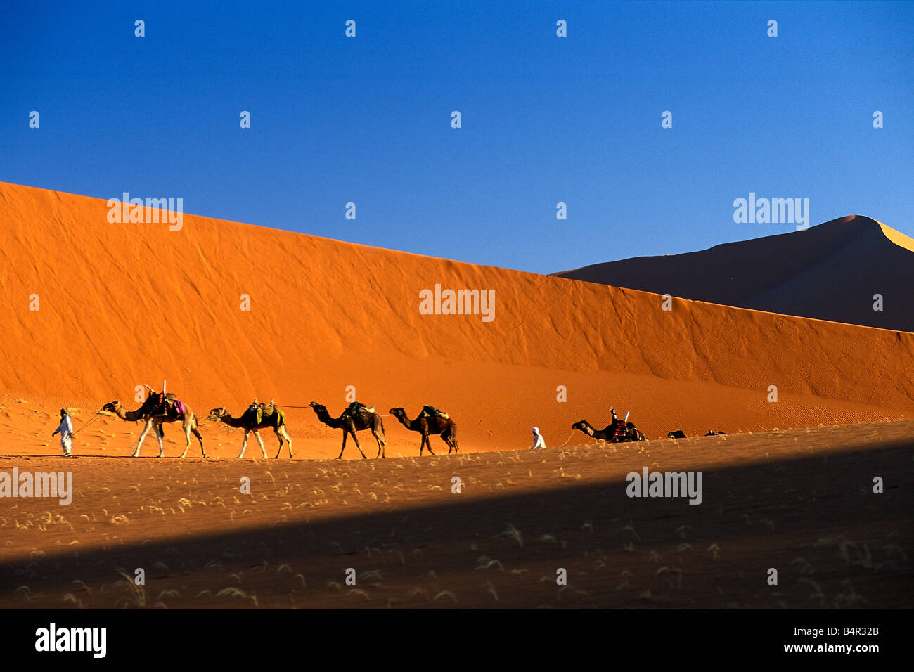 Algeria near Djanet Men of Tuareg tribe Camel caravan Sahara Desert ...