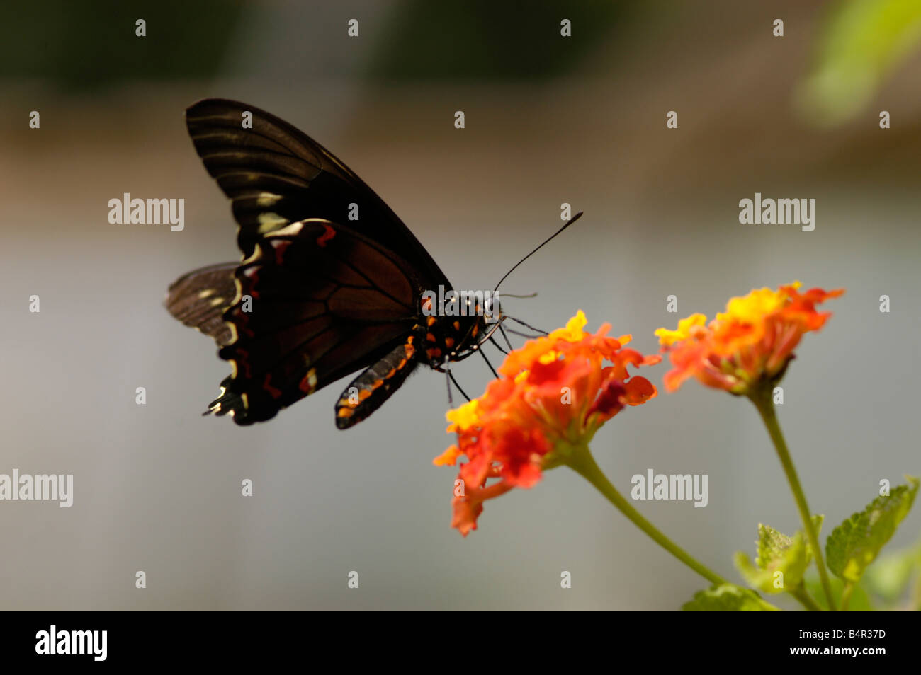Palamedes Swallowtail Papilio palamedes Stock Photo - Alamy