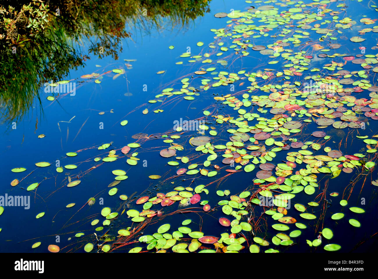 Top view of lily pads hi-res stock photography and images - Alamy