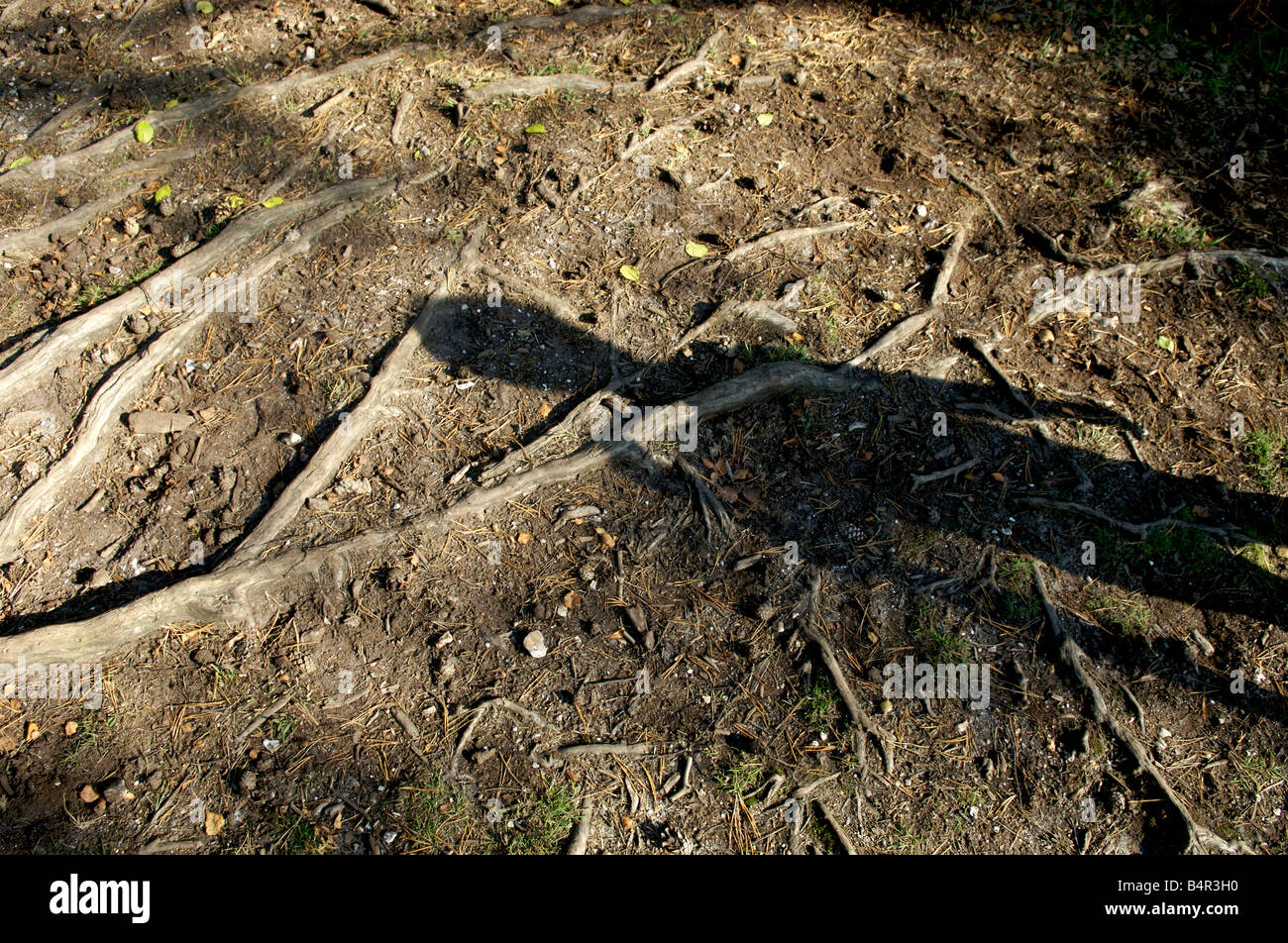 Tree shadow in forests hi-res stock photography and images - Alamy