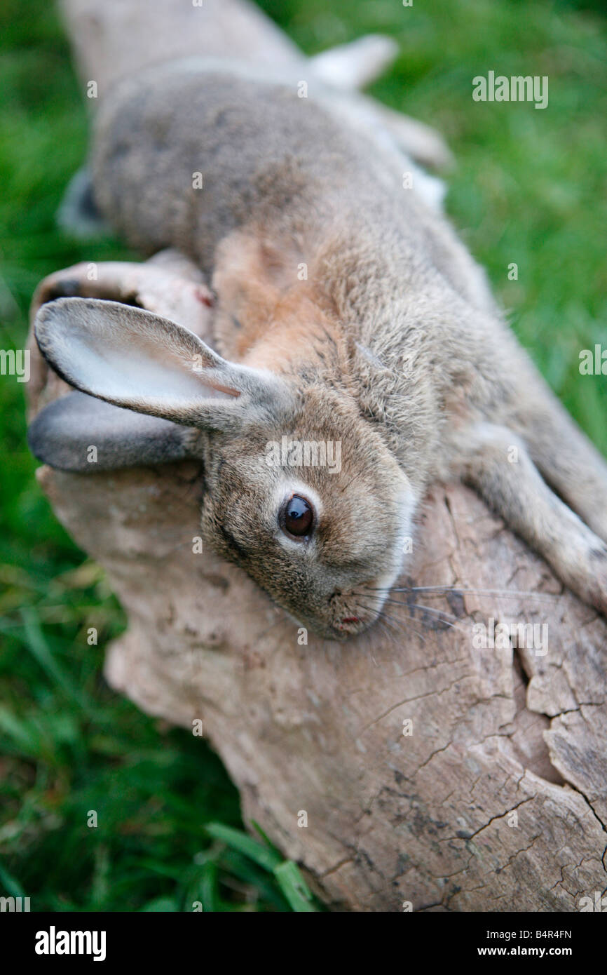 dead rabbit lying on a log Stock Photo - Alamy
