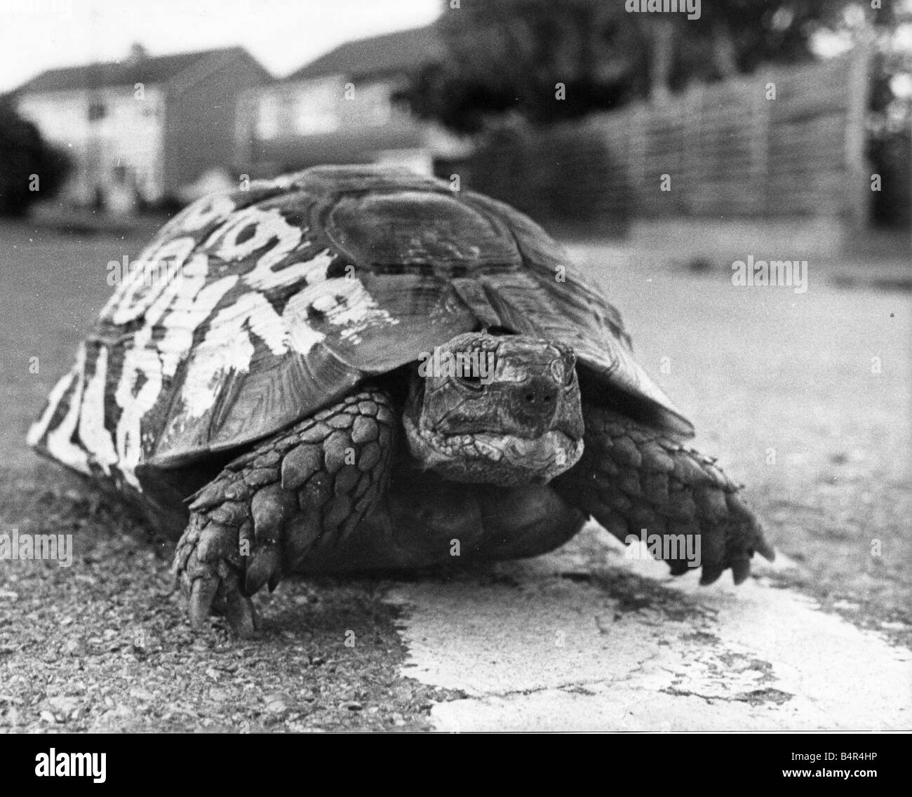Back of tortoise Black and White Stock Photos & Images - Alamy