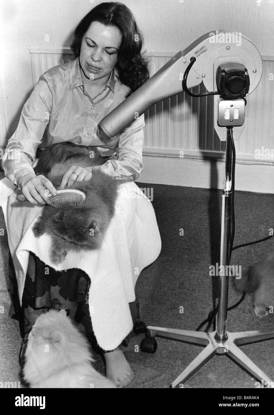 Cats Mrs Gail Miller using a hairdryer and brush to groom one of her ...