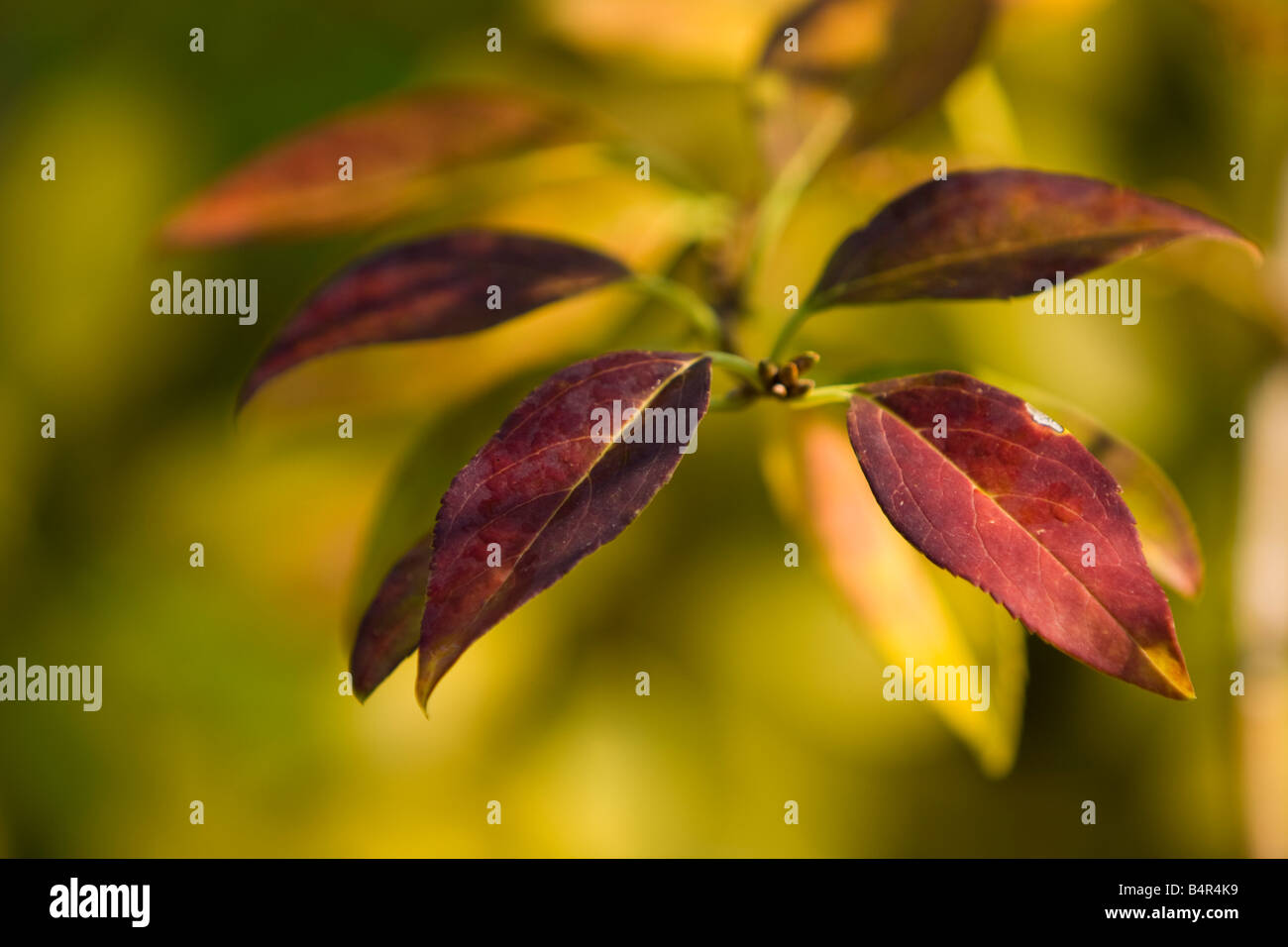 beautiful autumn colors of leaves Stock Photo - Alamy