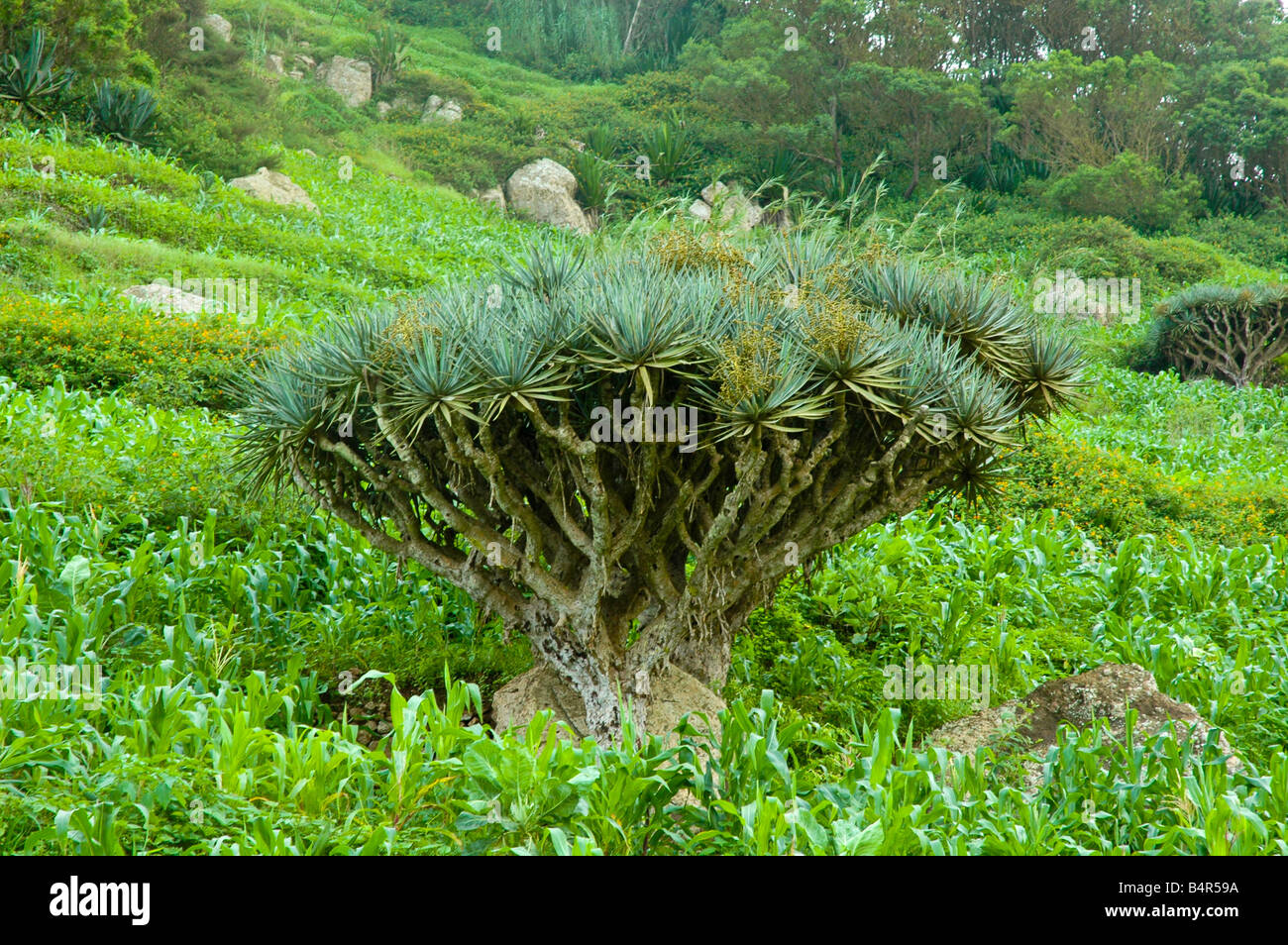 Dracaena draco, the Canary Islands dragon tree or drago, is a ...
