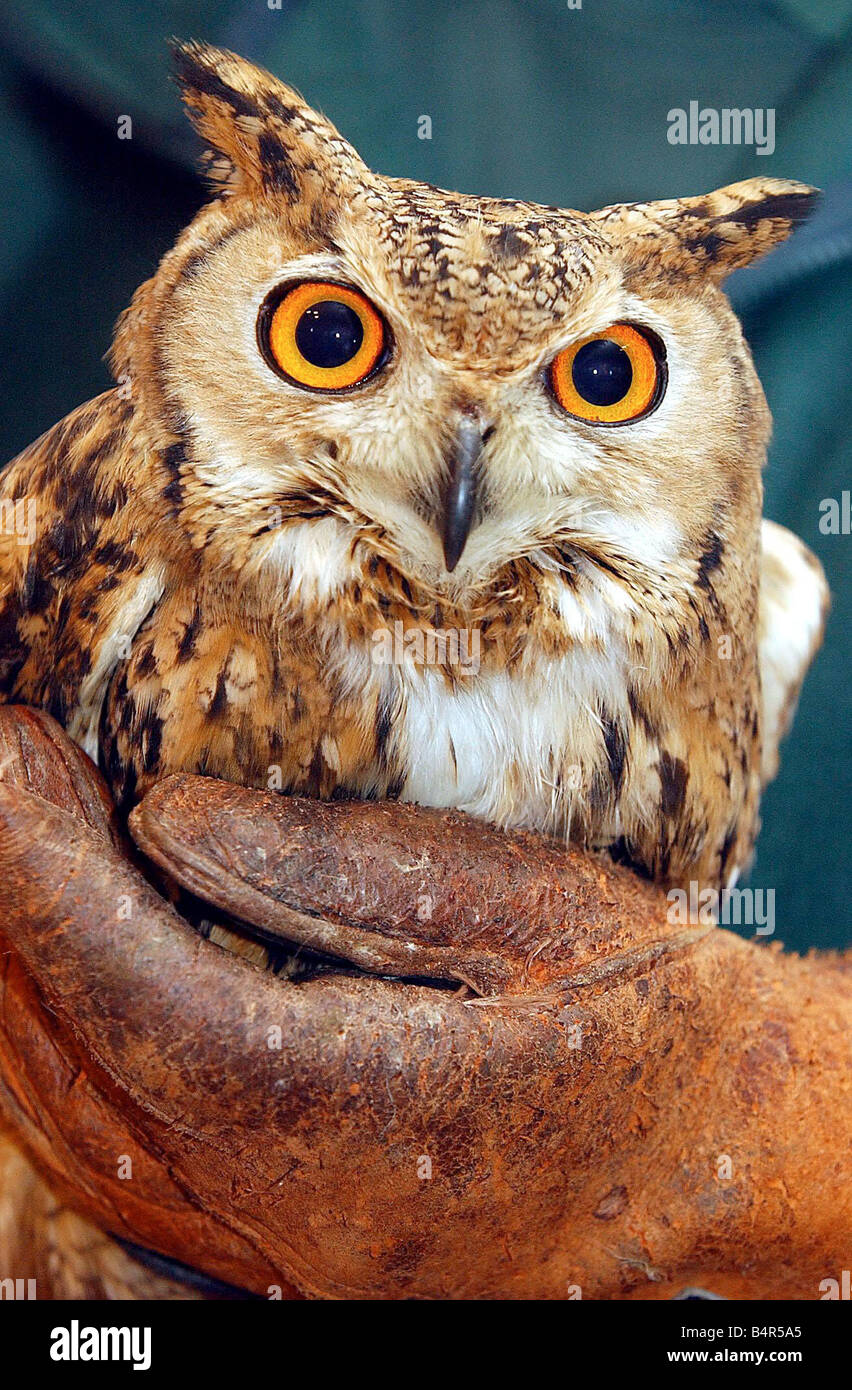 Welsh Hawking Centre Waycock Road Barry Returned stolen female Owl Ceri ...