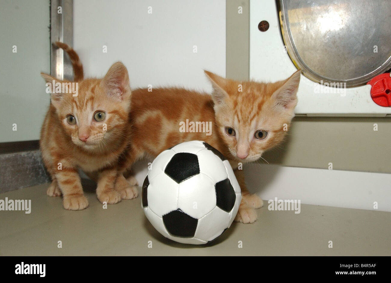Cats playing football Stock Photo - Alamy