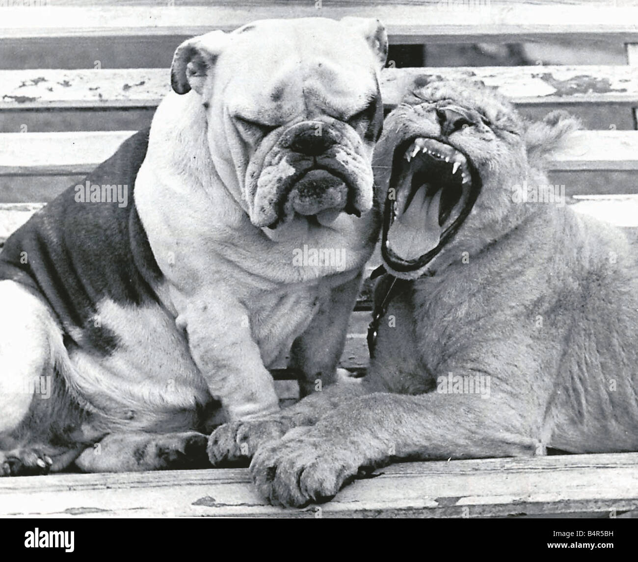 Sue the bulldog and Roberta the lion cub are the best of friends at ...