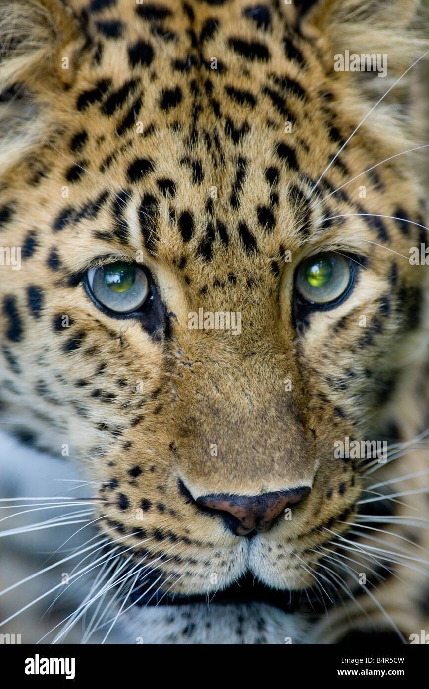 portrait of captive leopard Stock Photo - Alamy