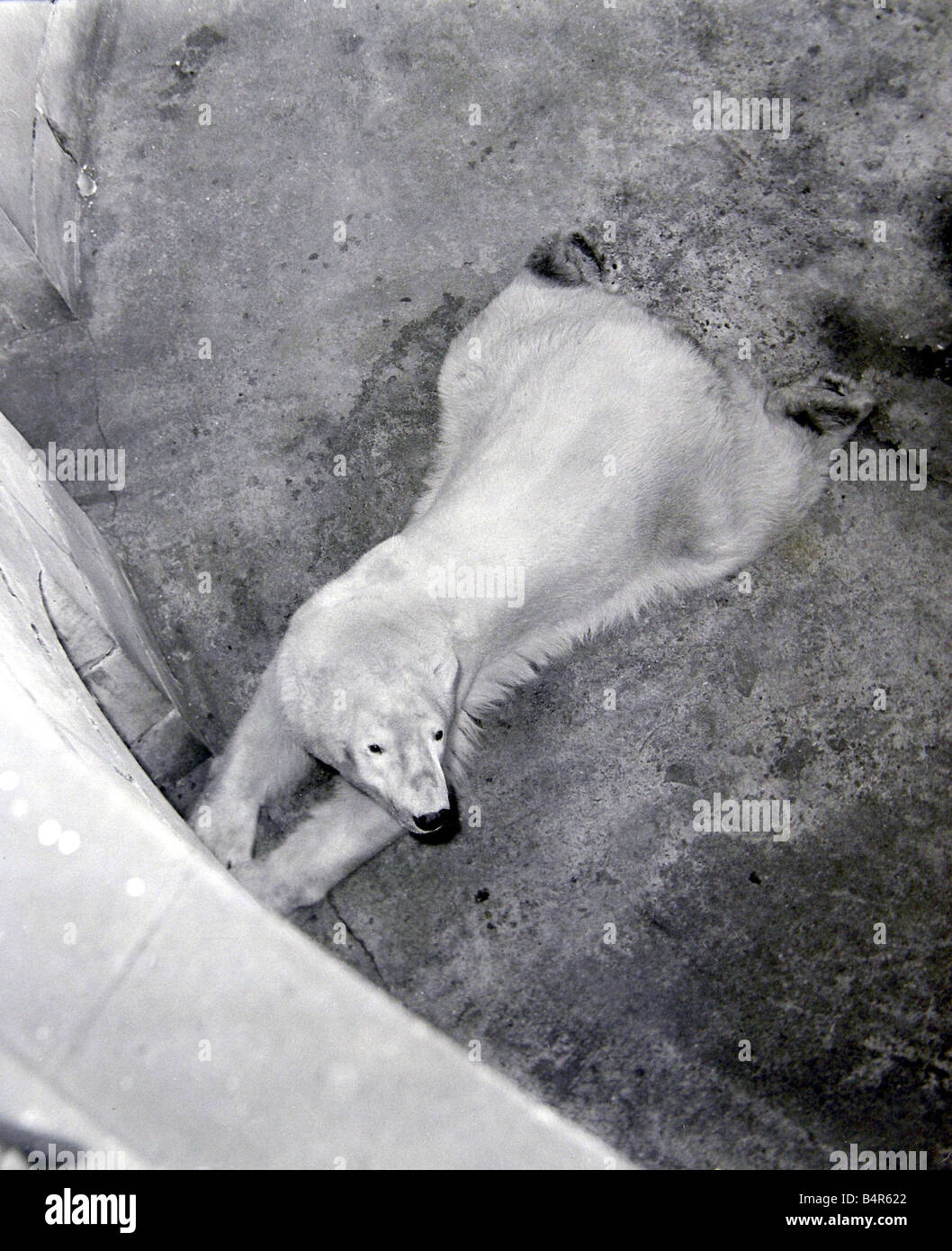 Aly the Belle Vue polar bear lies close to the den of his wife at the ...