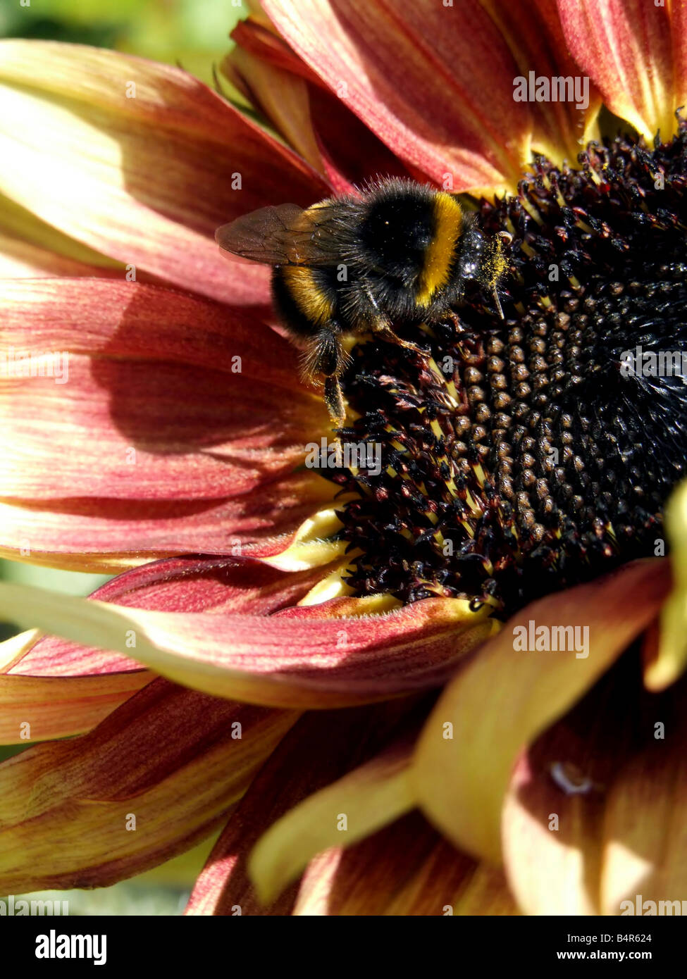 Ruby eclipse hi-res stock photography and images - Alamy