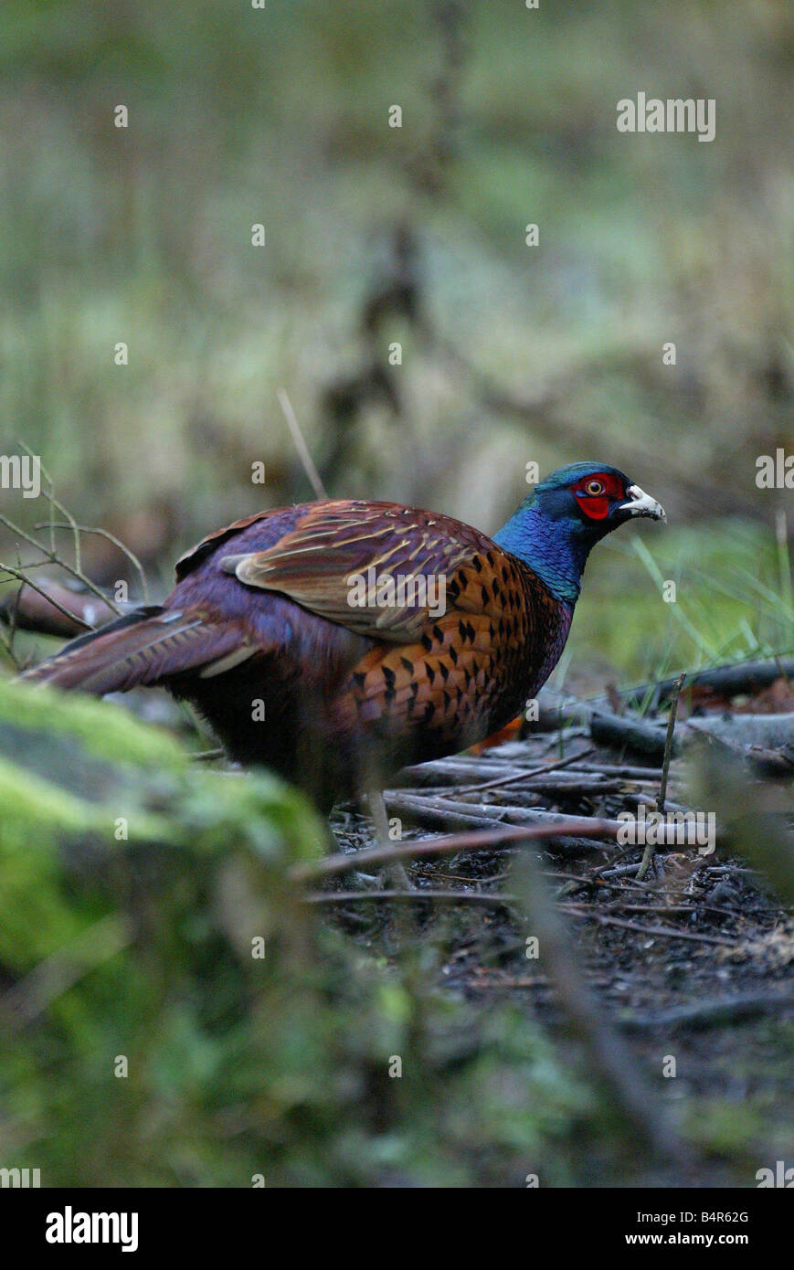 Animals seen from Wallington Hall s wildlife observation hide Pheasant ...