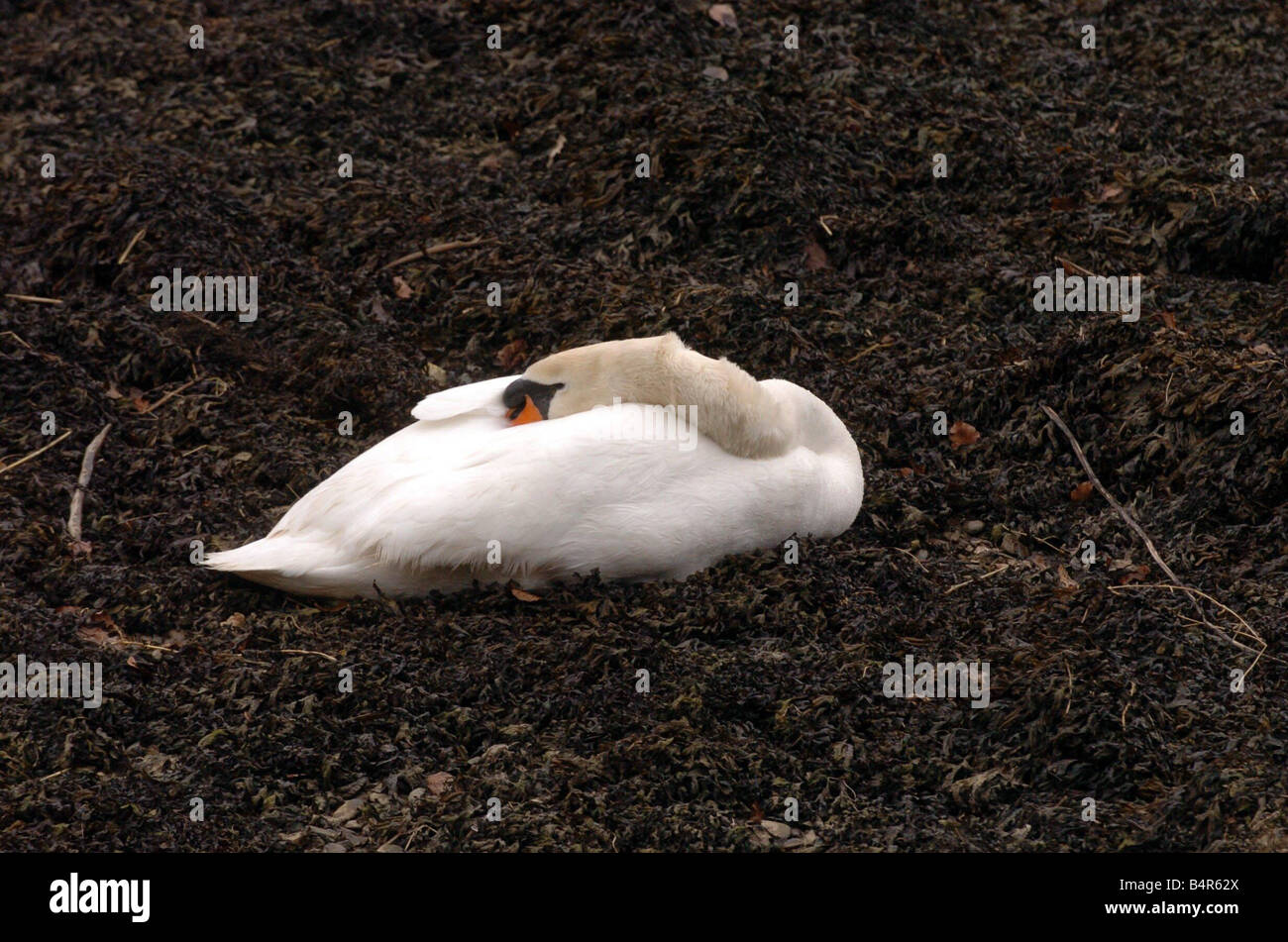 The swans in the banks of the River Tweed at Berwick Bird 06 04 06 ...