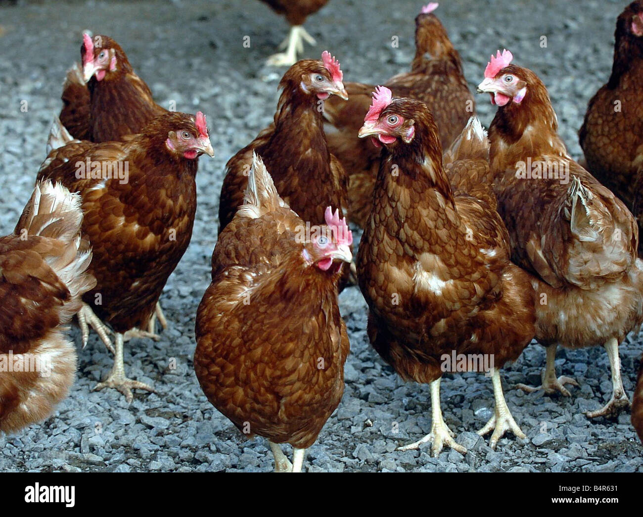 Poultry chicken hens Bird 20 02 06 Stock Photo - Alamy