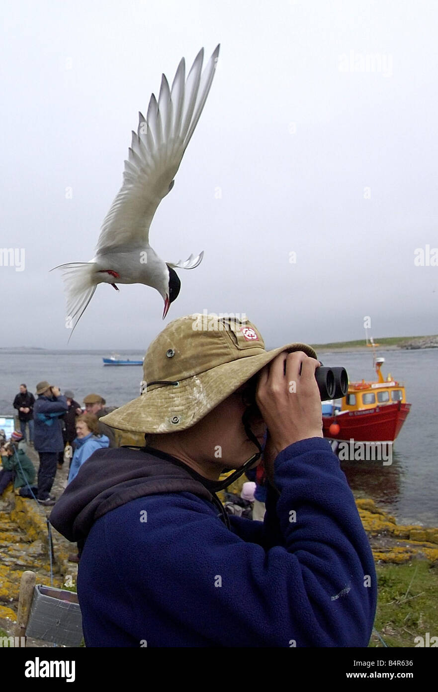 Quite bird hi-res stock photography and images - Alamy