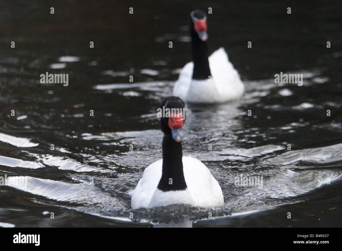 Washington wildfowl park hi-res stock photography and images - Alamy