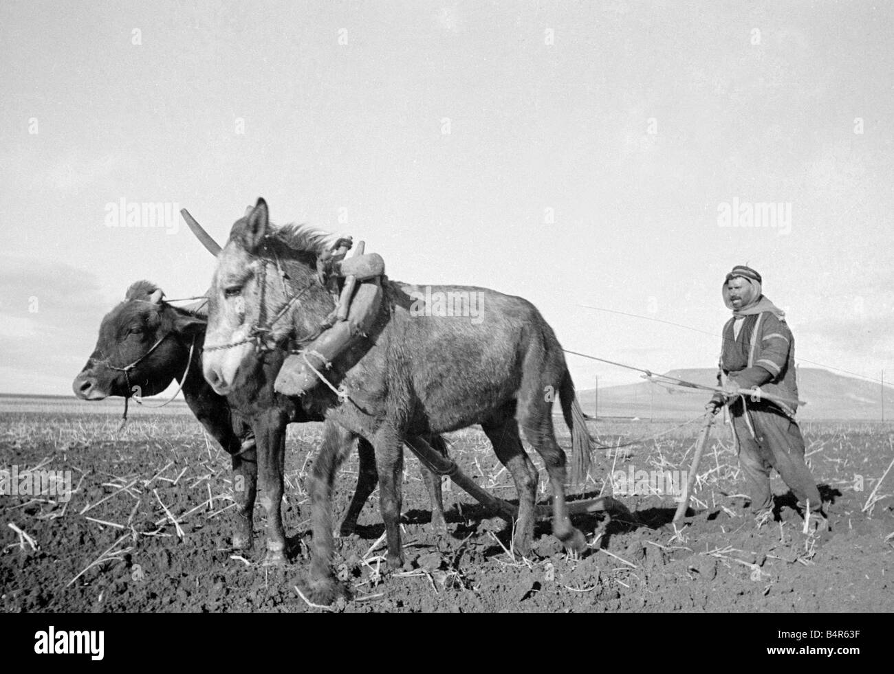 Ploughing donkey hi-res stock photography and images - Alamy