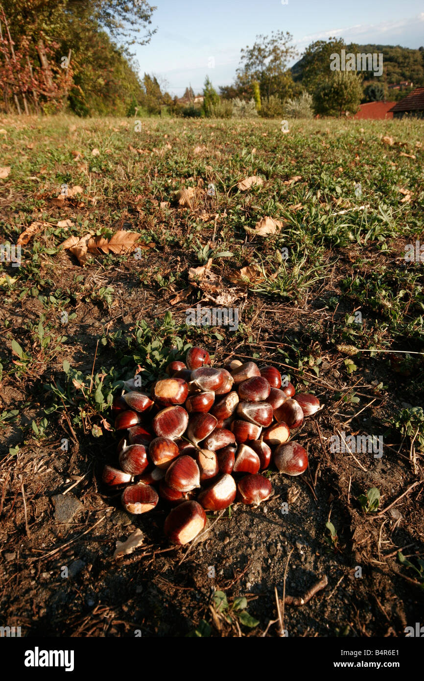 Chestnuts italy hi-res stock photography and images - Alamy