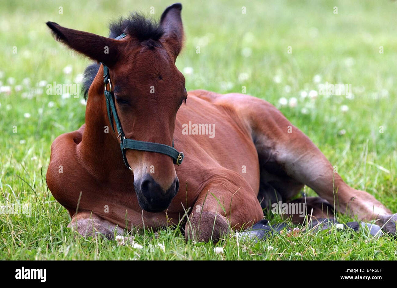 Ghillie the foal resting at Beamish Museum Horse Circa 2001 Stock Photo ...