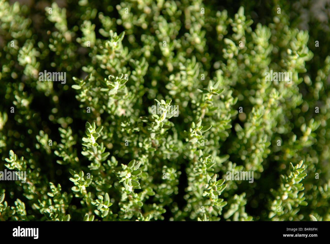 Timian hi-res stock photography and images - Alamy