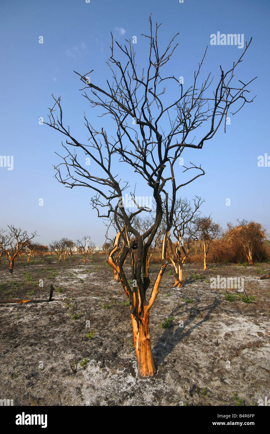 Burnt tree stands hi-res stock photography and images - Alamy