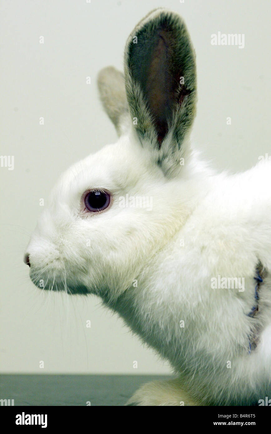 Cream the rabbit Stock Photo - Alamy